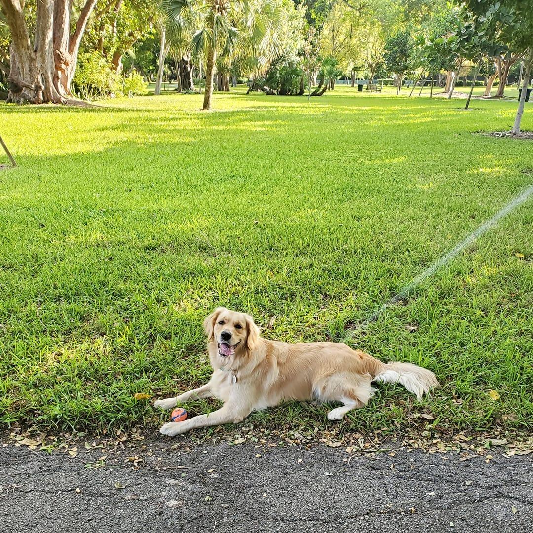 Dog Friendly Miami Beach, FL - BringFido