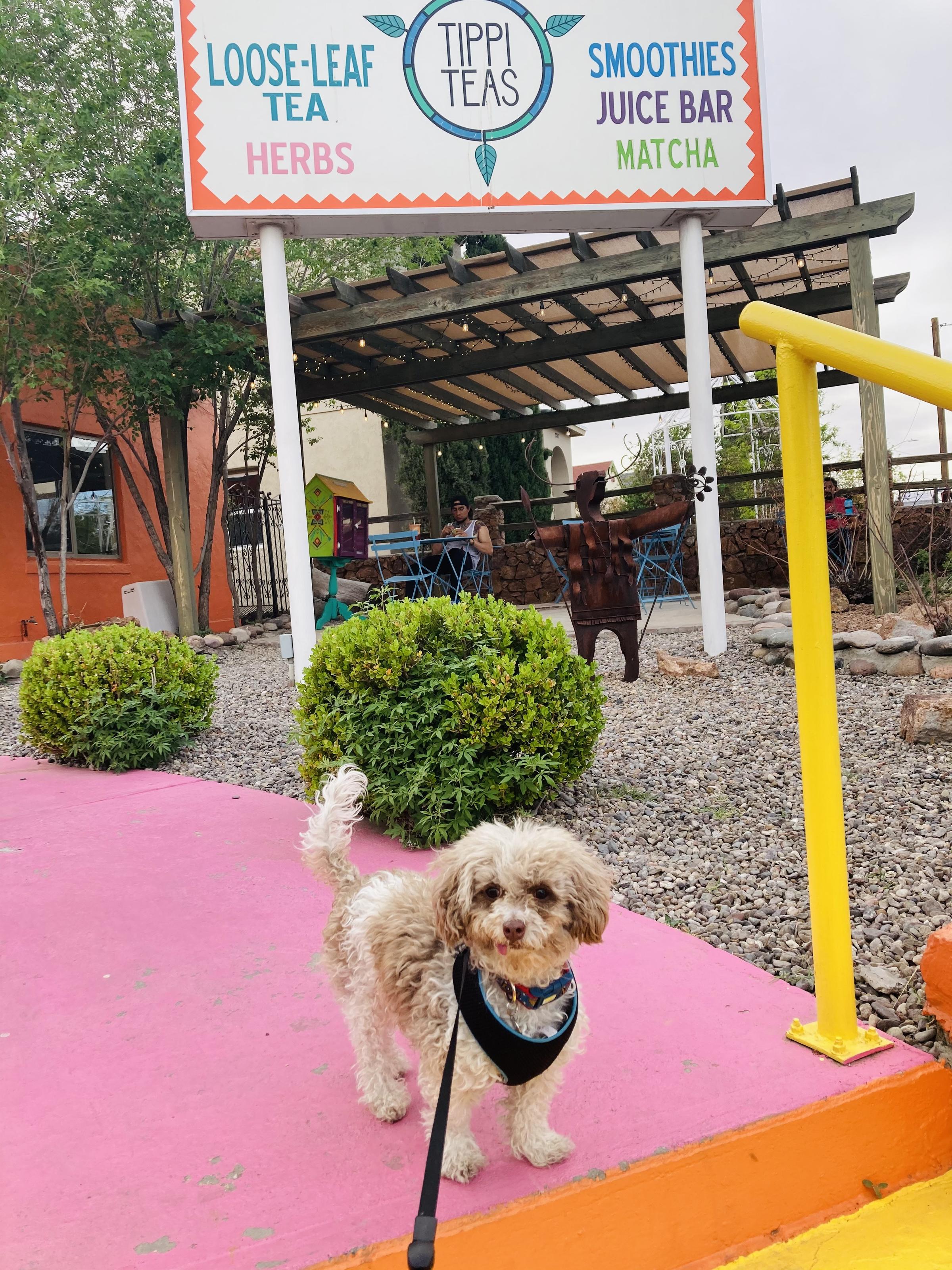 Tippi Teas Pet Policy
