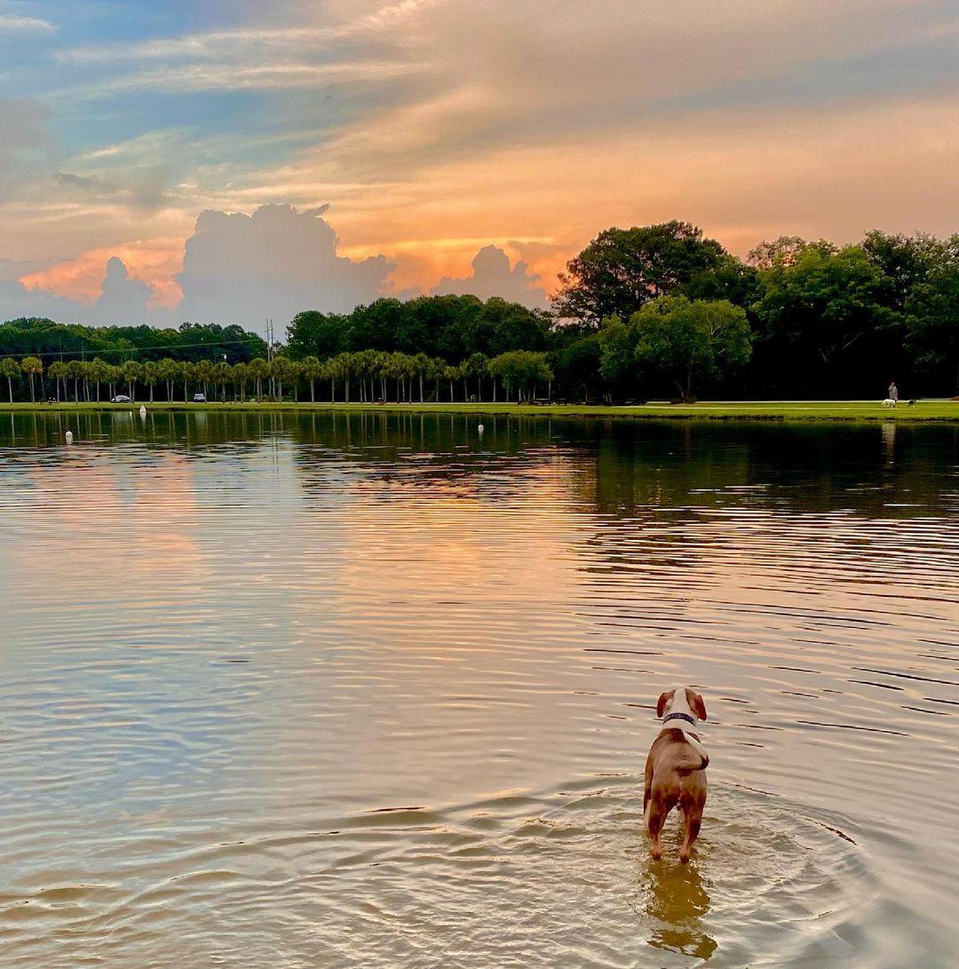 Dog friendly campground store