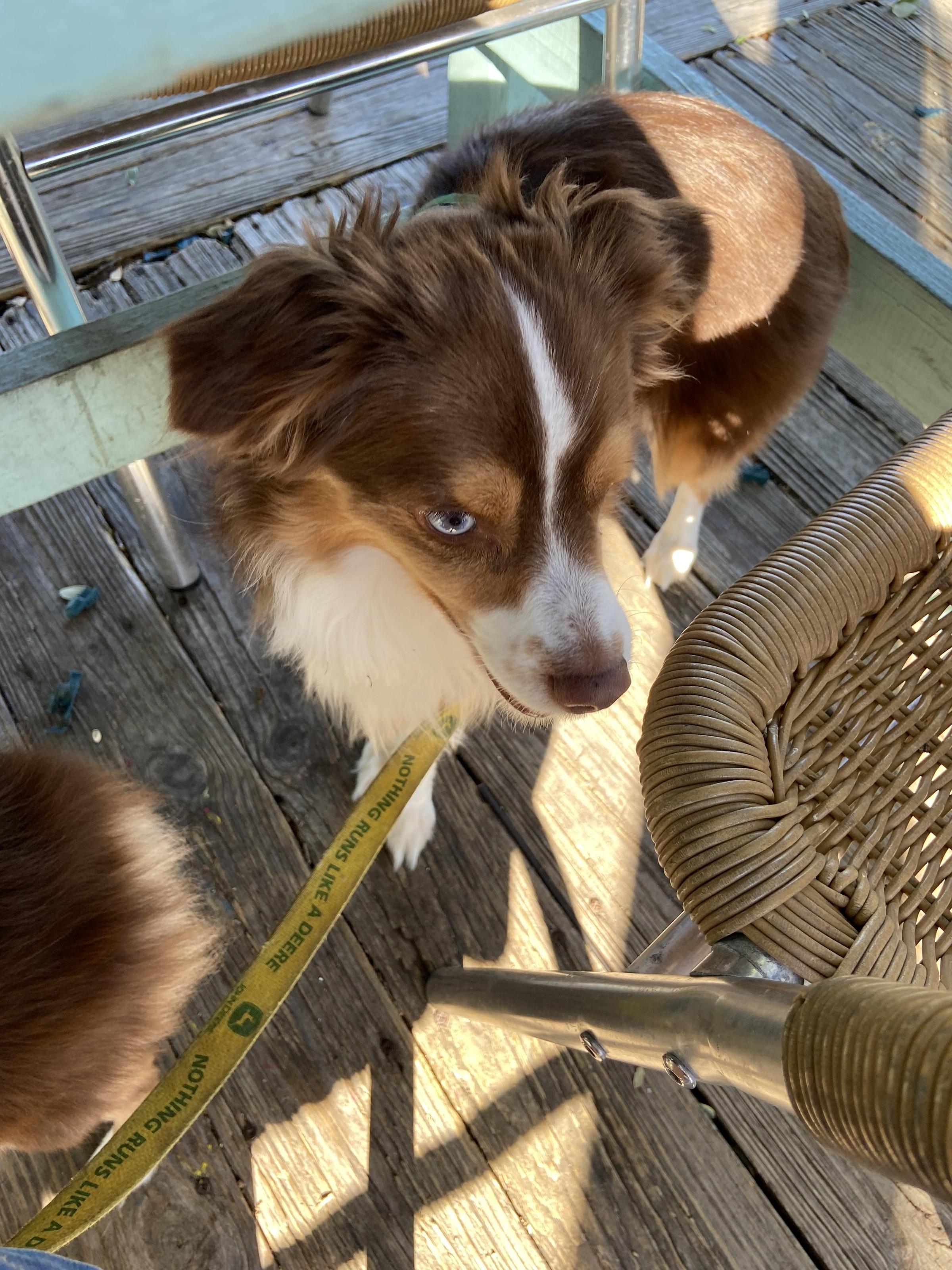 Rip at the restaurant ⋆ BringFido