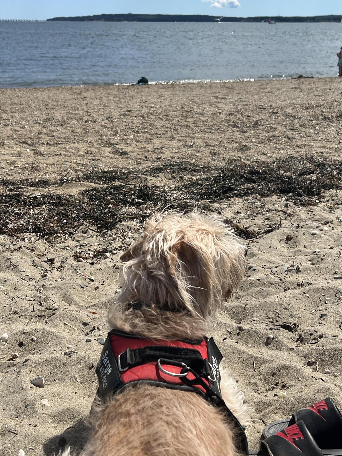 Compass Rose Beach