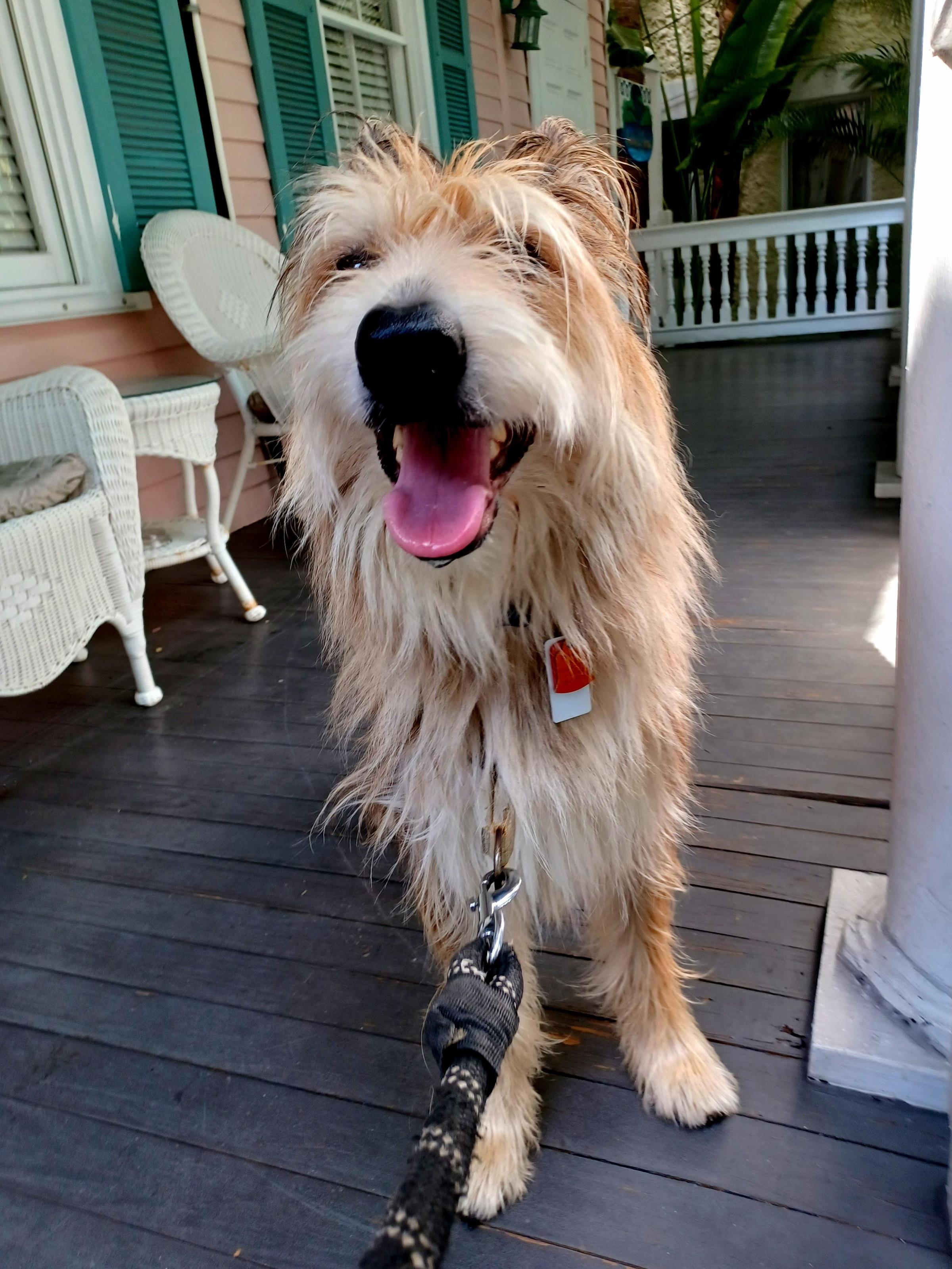 RUFUS, at Ambrosia Key West ⋆ BringFido