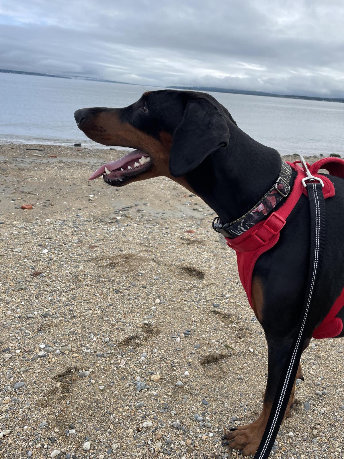Compass Rose Beach