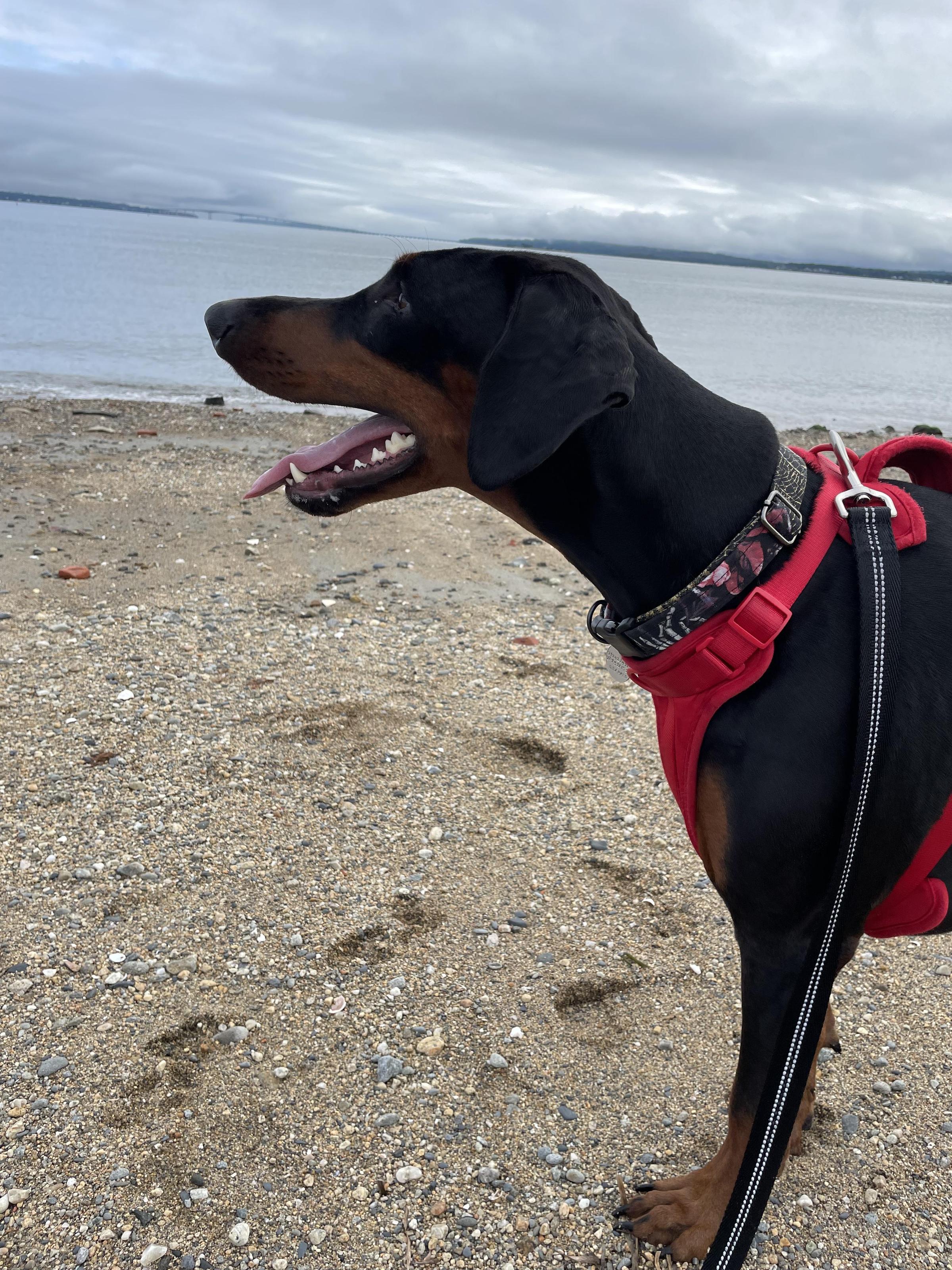 Compass Rose Beach