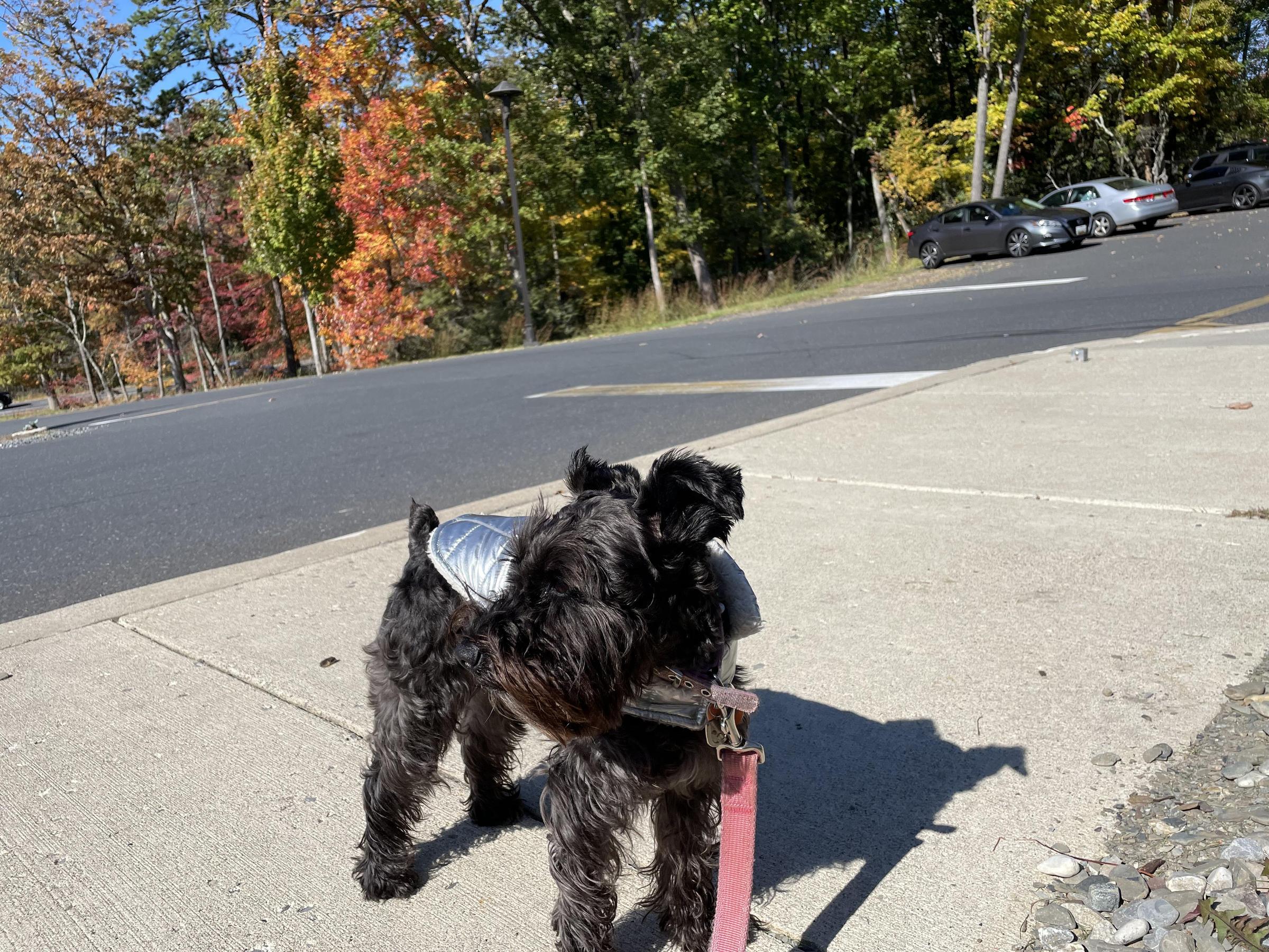 Fall Camelback ⋆ BringFido