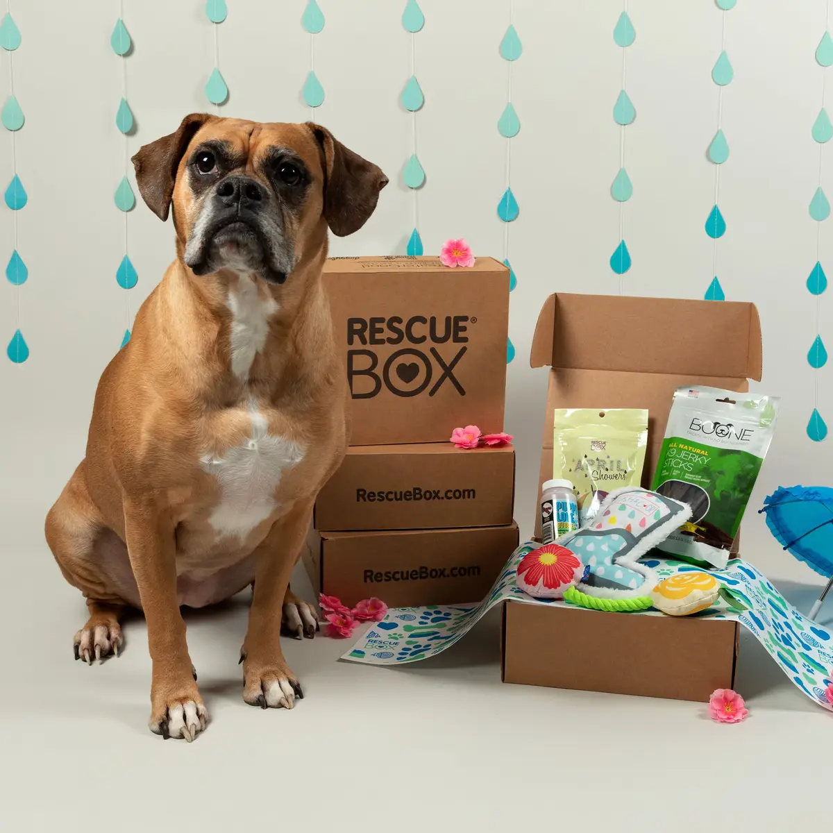 Rescue box for dogs store