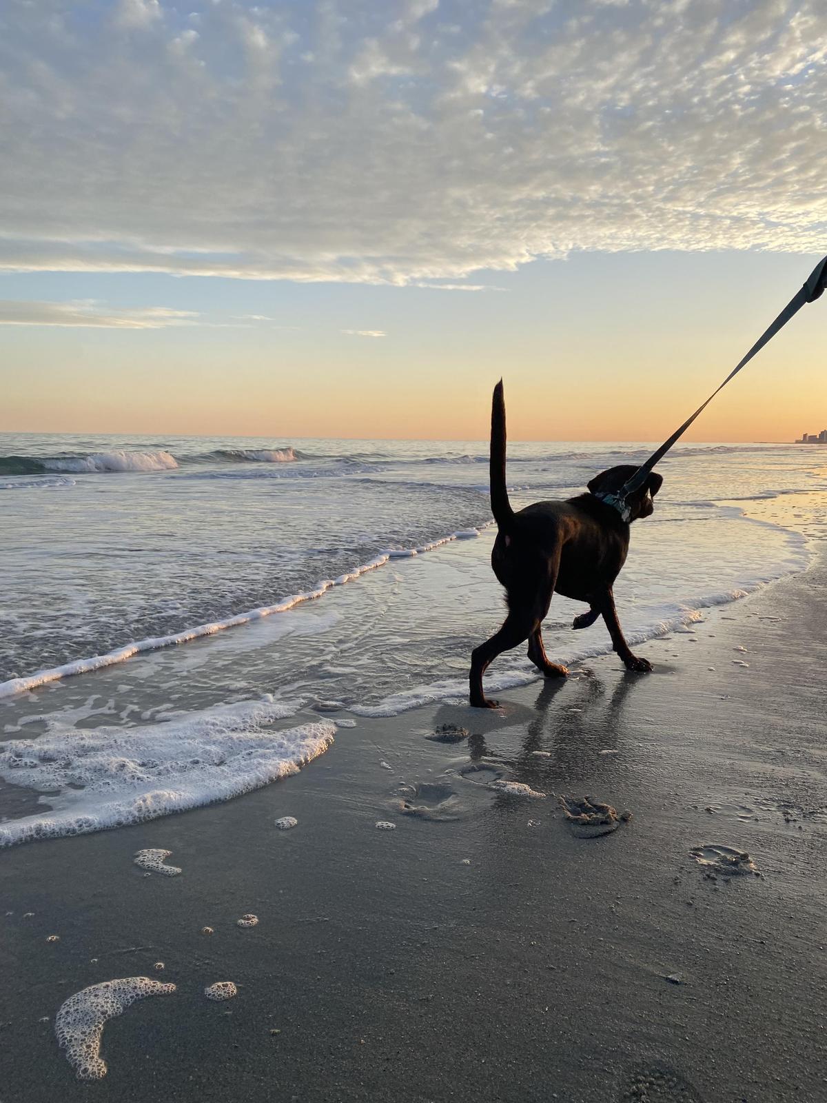 Myrtle Beach BringFido myrtle-beach-bringfido