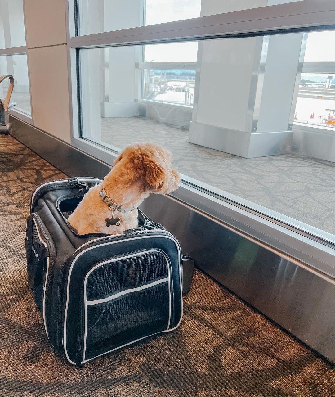 Delta Air Lines Pet Travel Policy