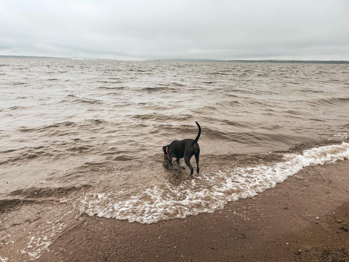 Compass Rose Beach