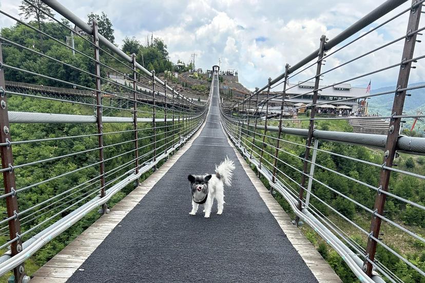 Dog Friendly Activities In Gatlinburg TN BringFido dog-friendly-activities-in-gatlinburg-tn-bringfido