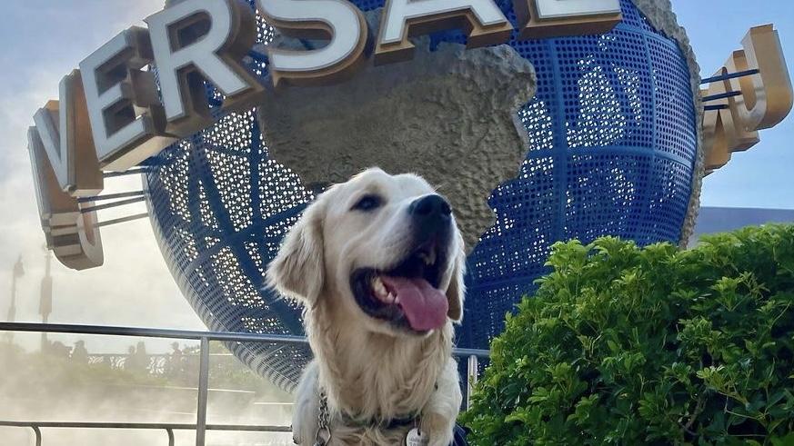 Can I Bring My Dog to Universal Orlando Resort BringFido