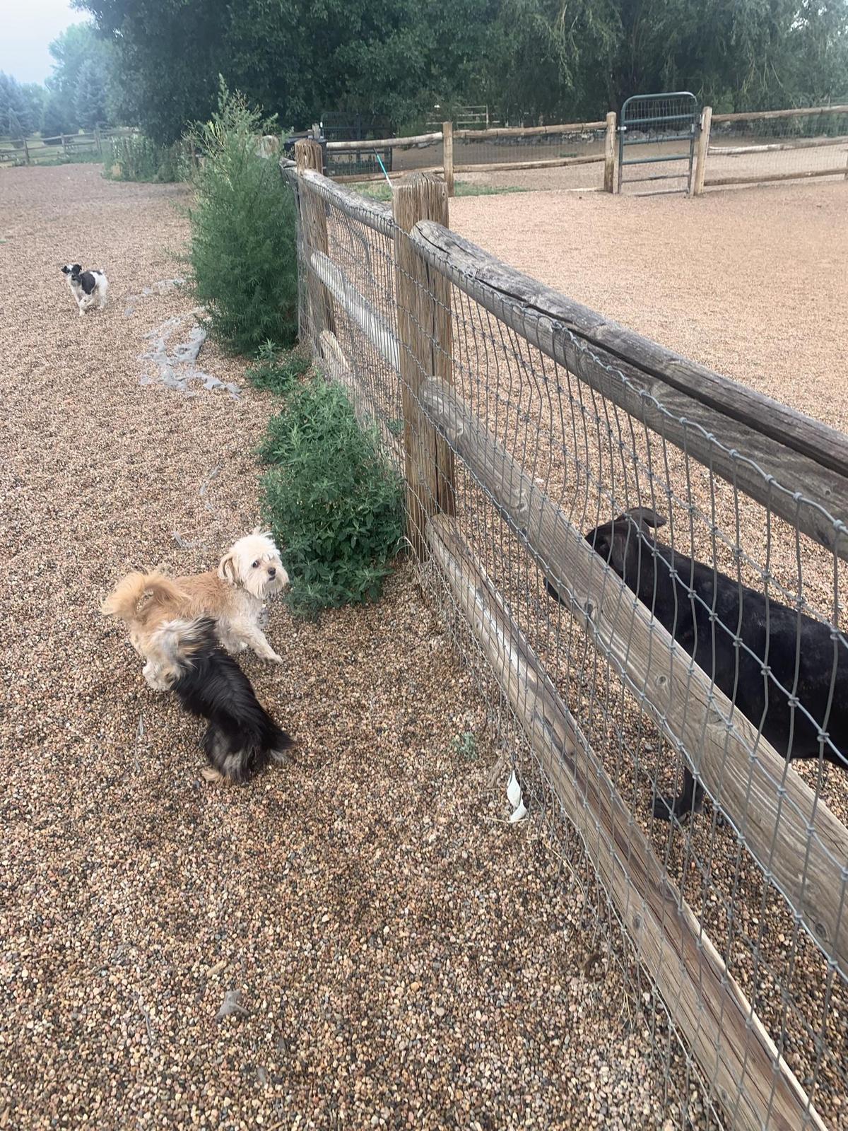 Spring Canyon Dog Park