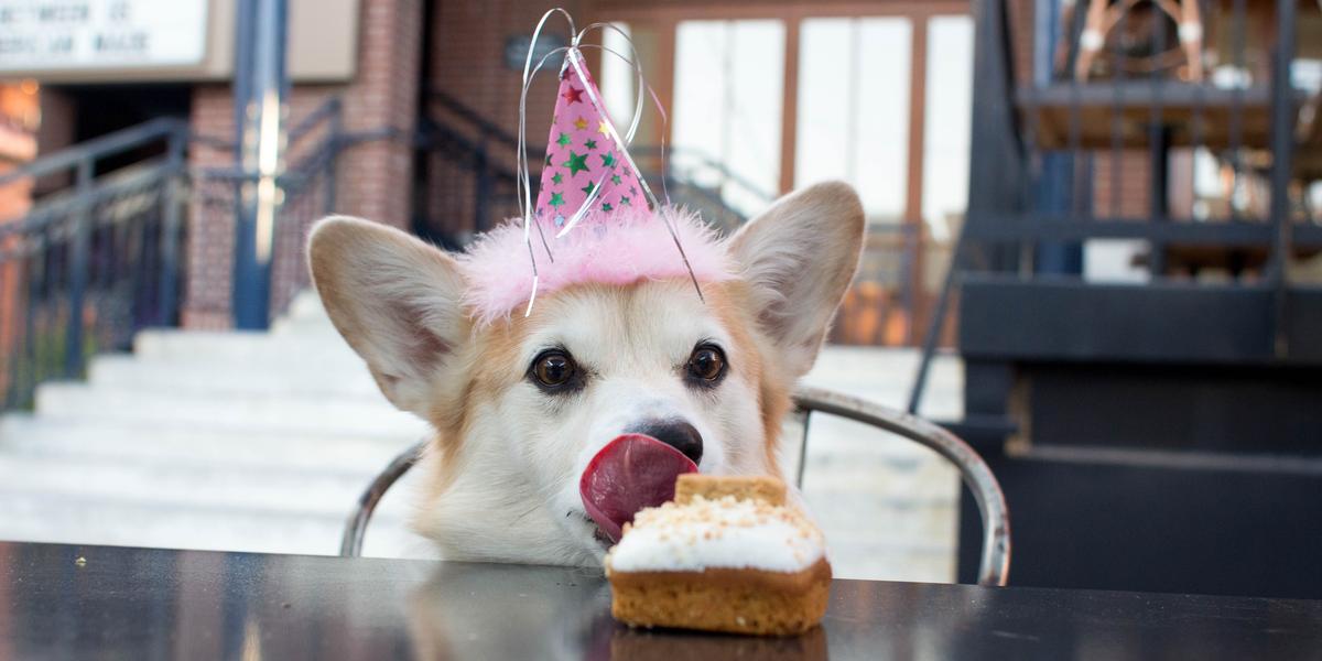 celebrating dog