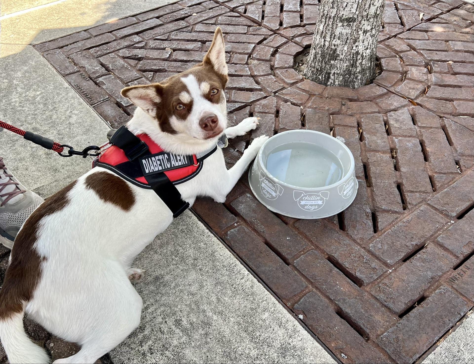 Sidebar Tavern Pet Policy