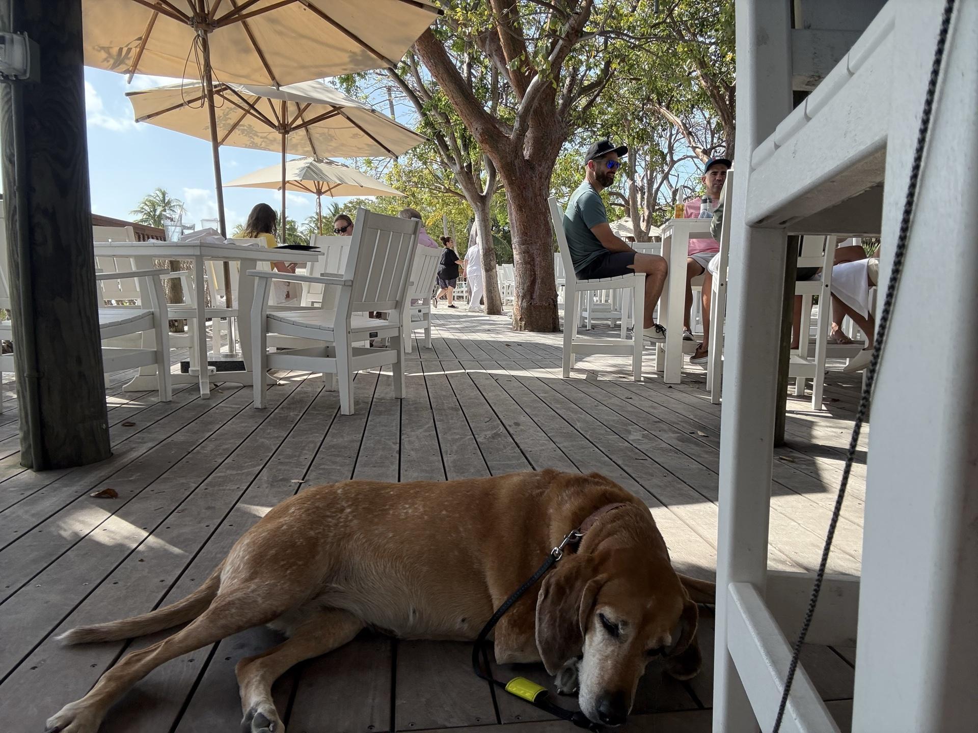 Dog Friendly Restaurants in Islamorada, FL - BringFido