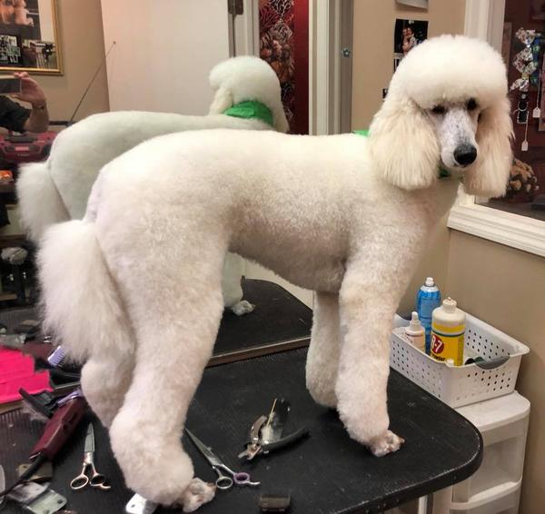 Vanity Fur Pet Grooming Salon Vanity Fur Pet Grooming Salon