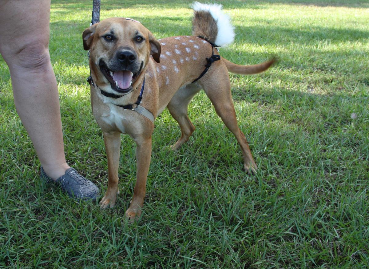 Howl-O-Ween Dog Walk-a-Thon and Canine Costume Contest - 26 OCT 2019