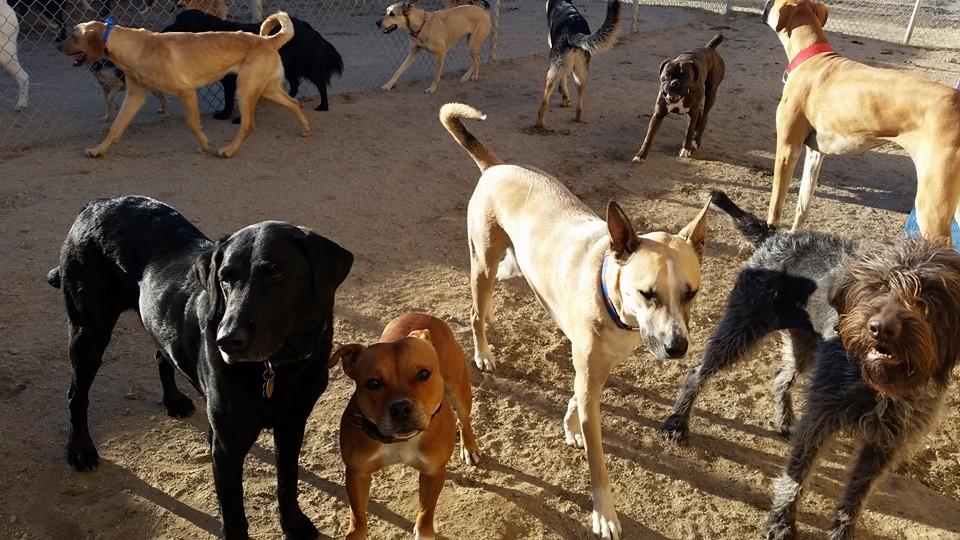 K-9 Corral Your Pets One Stop Shop