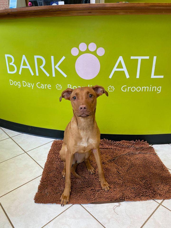 Bark ATL