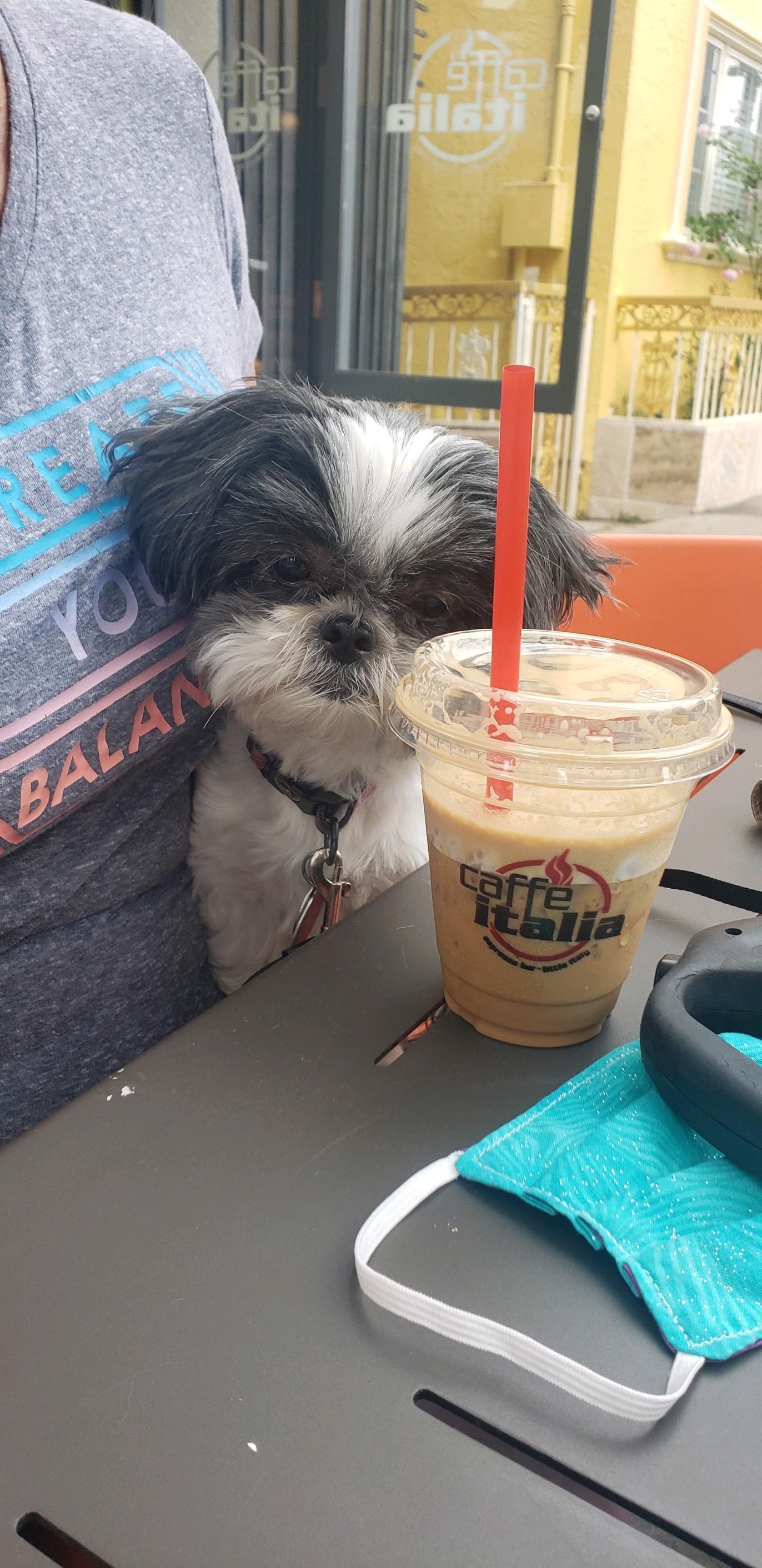 Caffe Italia Pet Policy