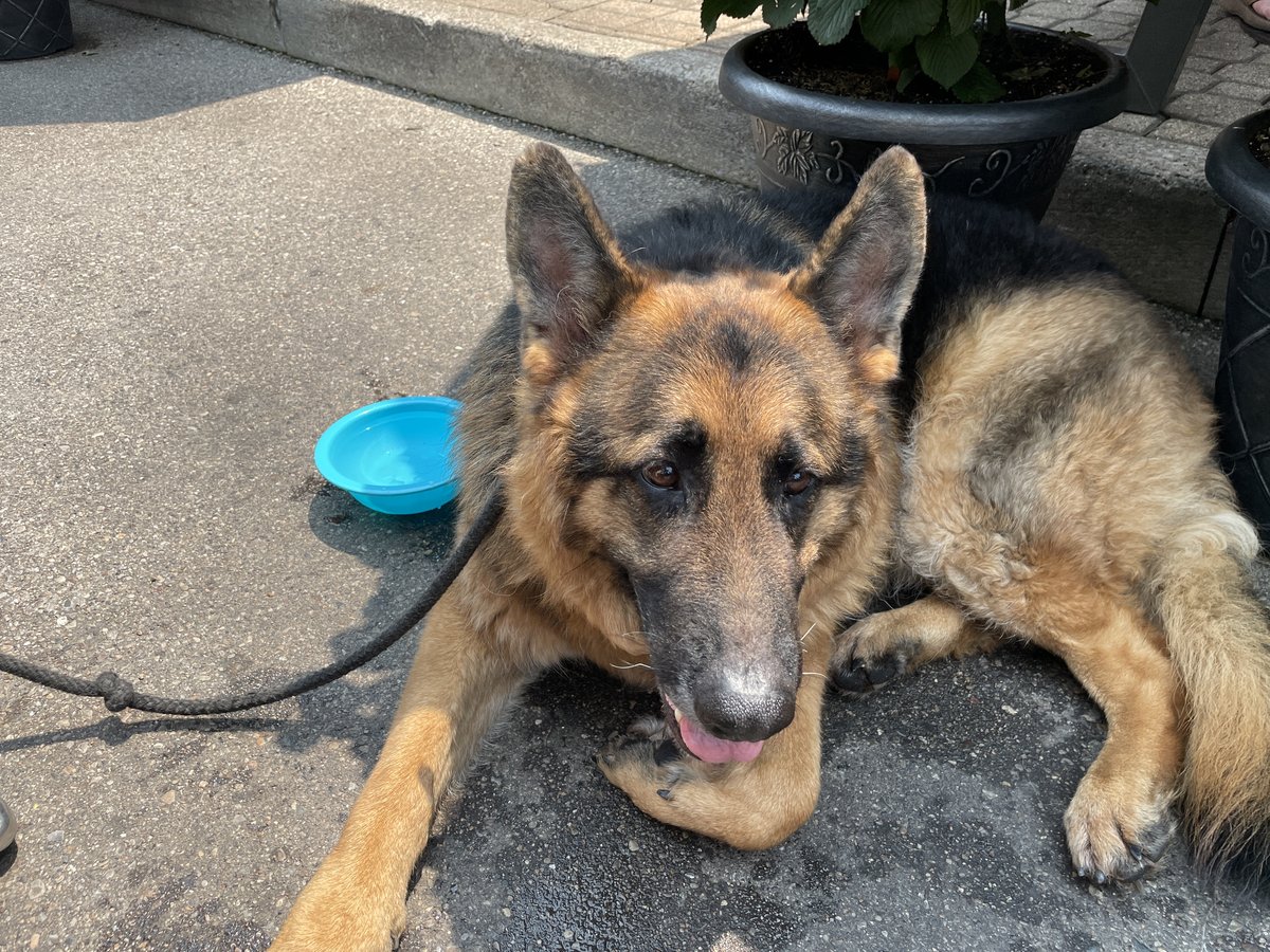 the-curragh-irish-pub-holland-is-pet-friendly