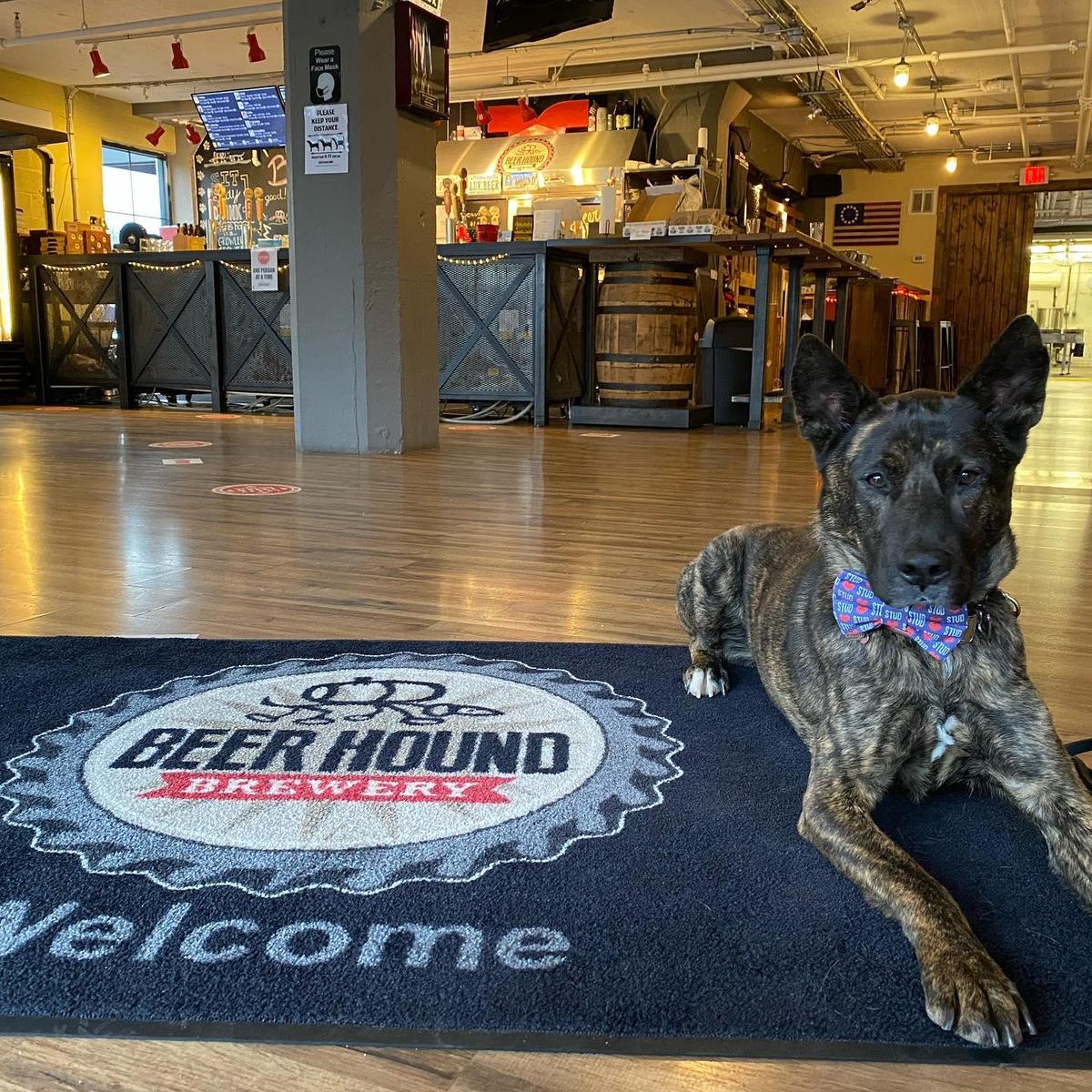 Beer Hound Brewery Is Pet Friendly