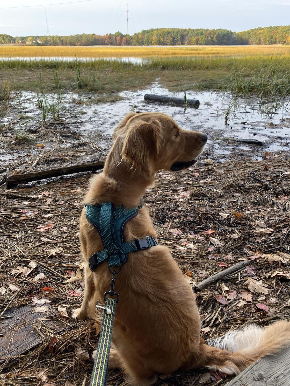 Dog-Friendly Activities in Portsmouth, NH - BringFido
