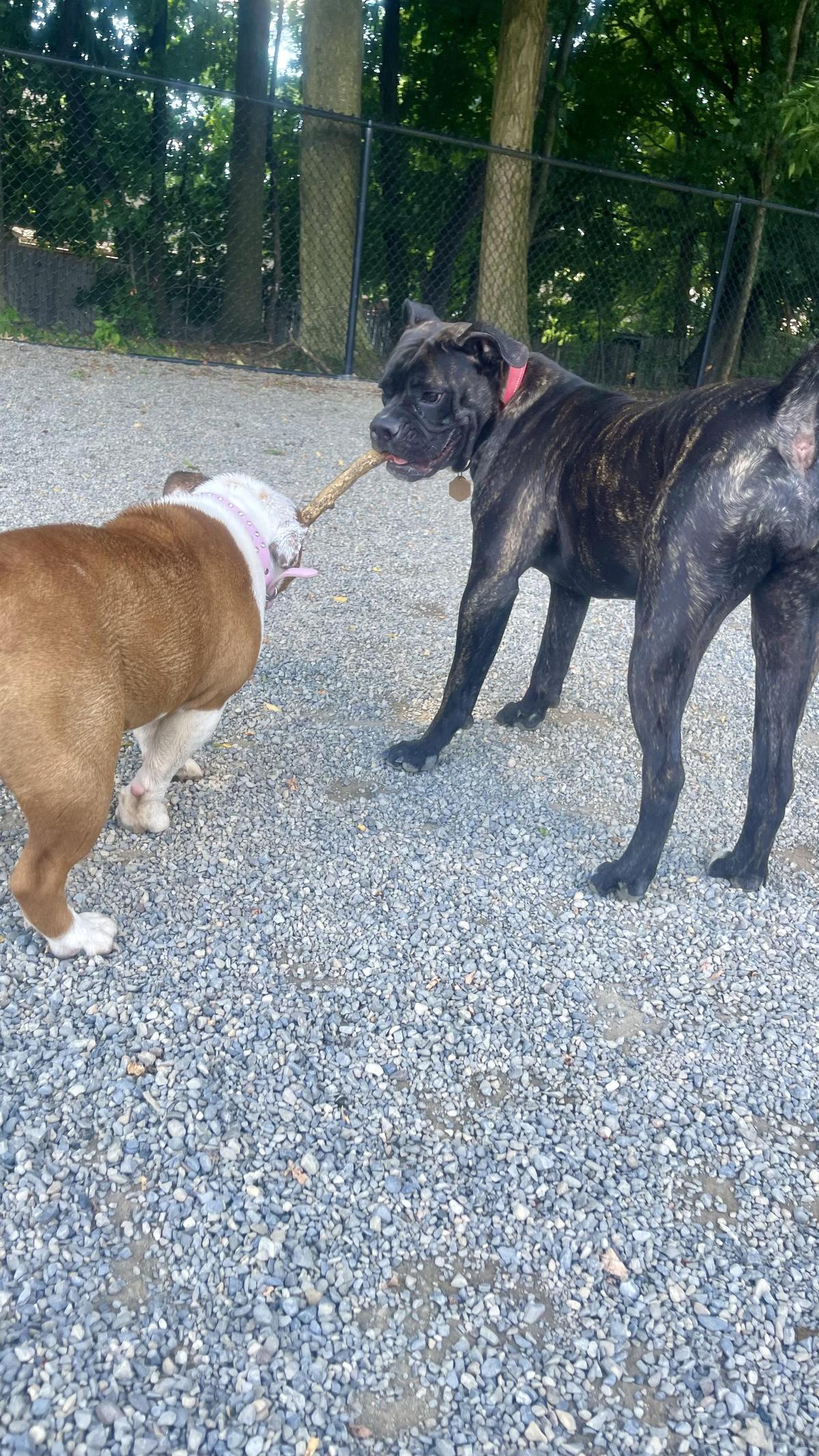 Garfield Dog Park