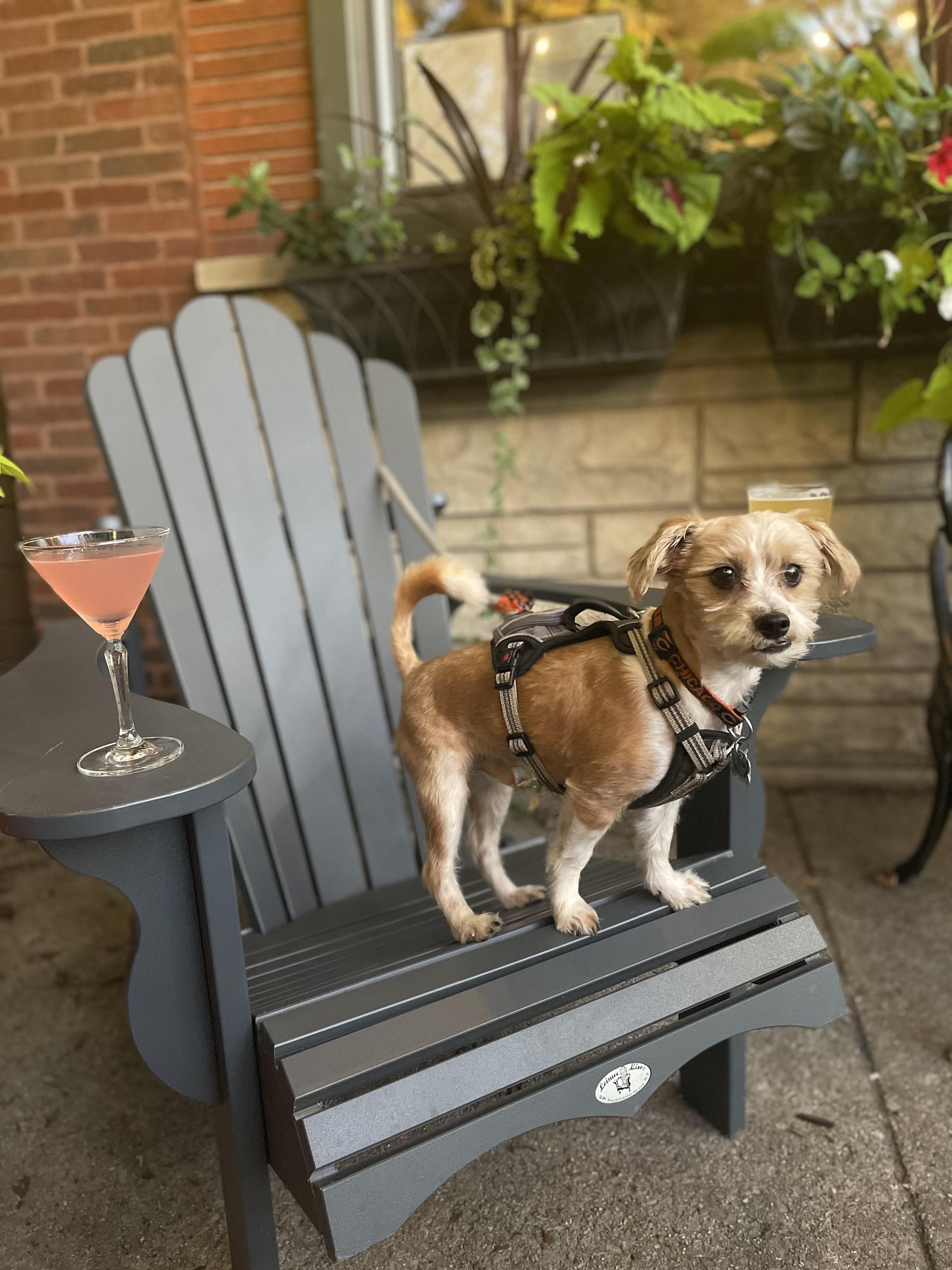 Grace & Leavitt Pet Policy