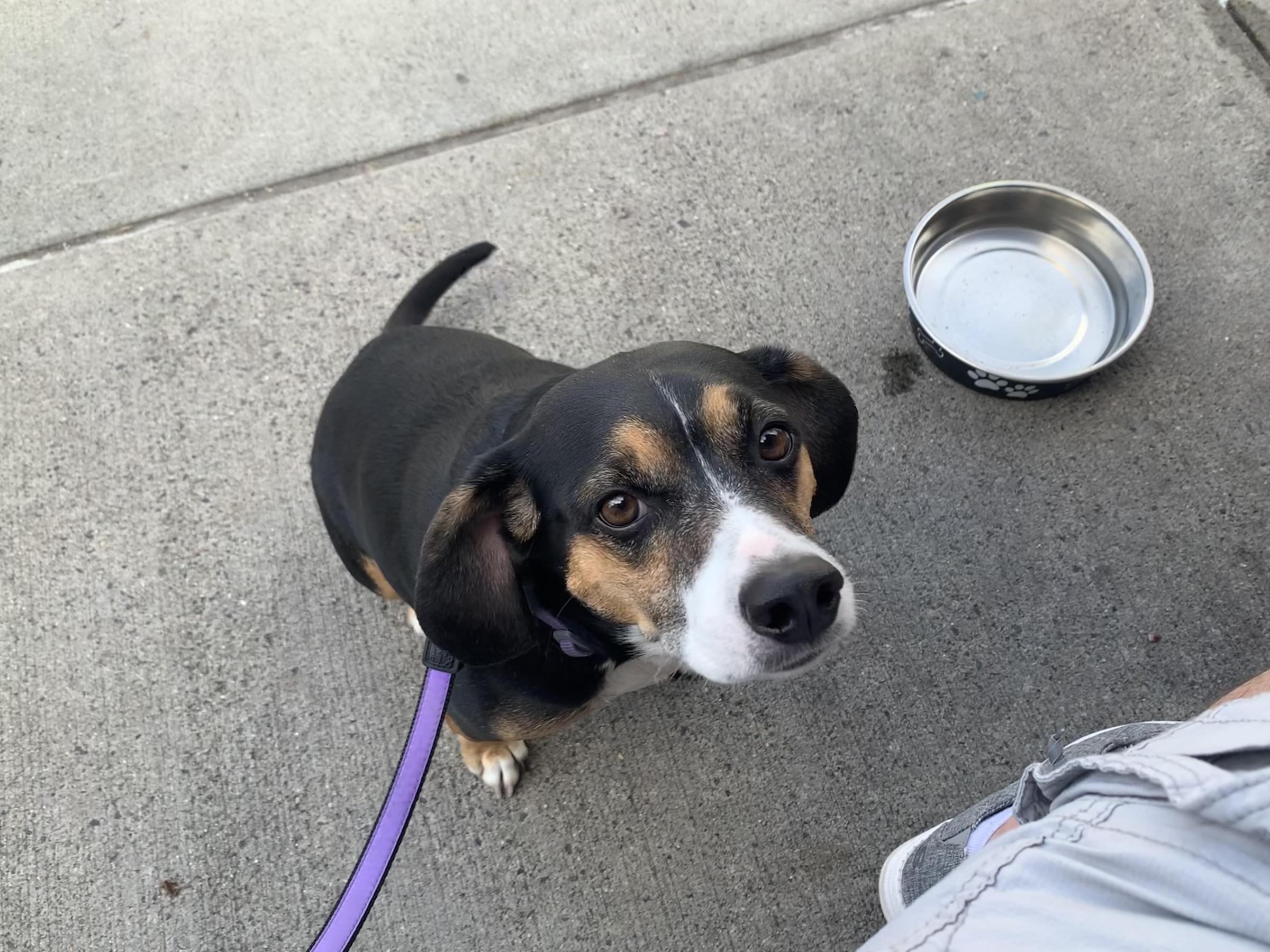 The Mariner Pet Policy