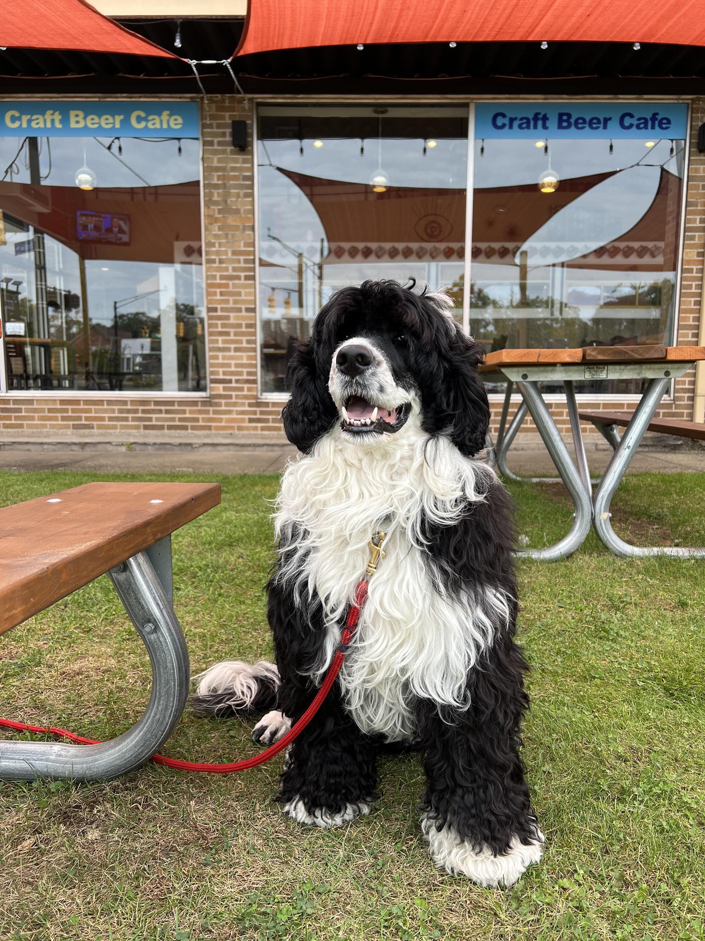 Brite Eyes Brewing Company Pet Policy