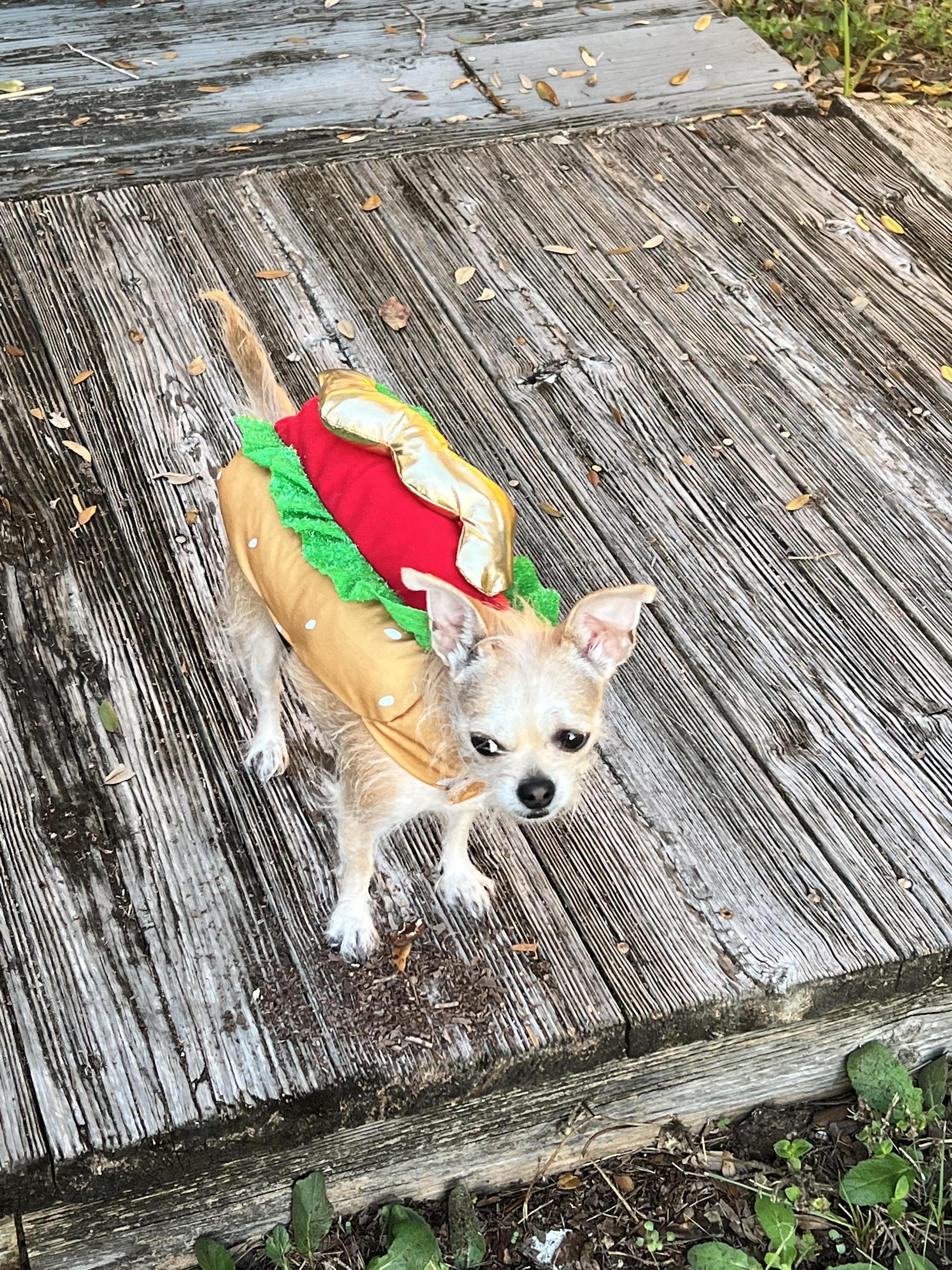 Lil Dog Bar Pet Policy