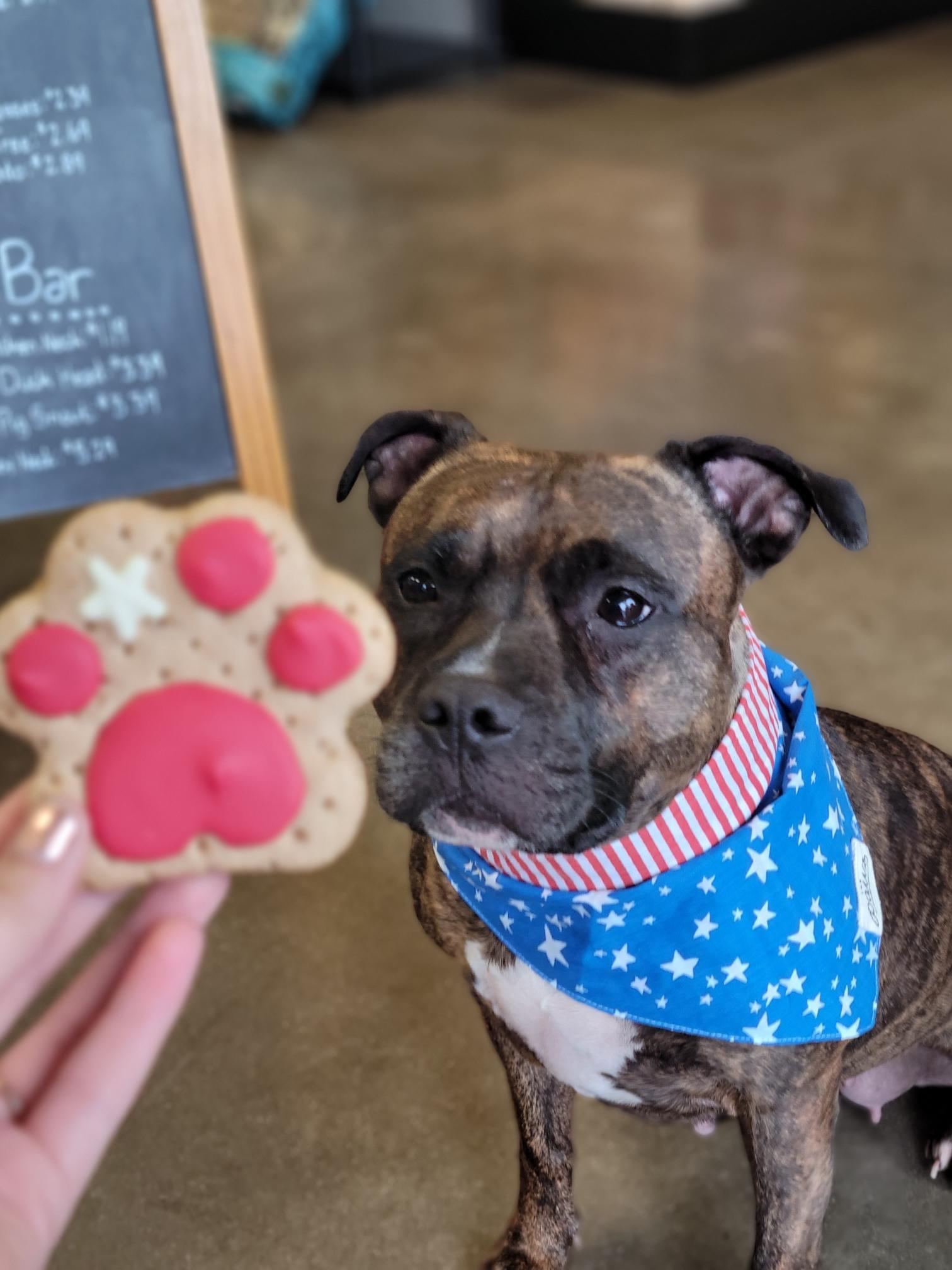 BringFido to Free Summer “Woof”-out: Pet-Friendly Patriotic PAWscape™ Event