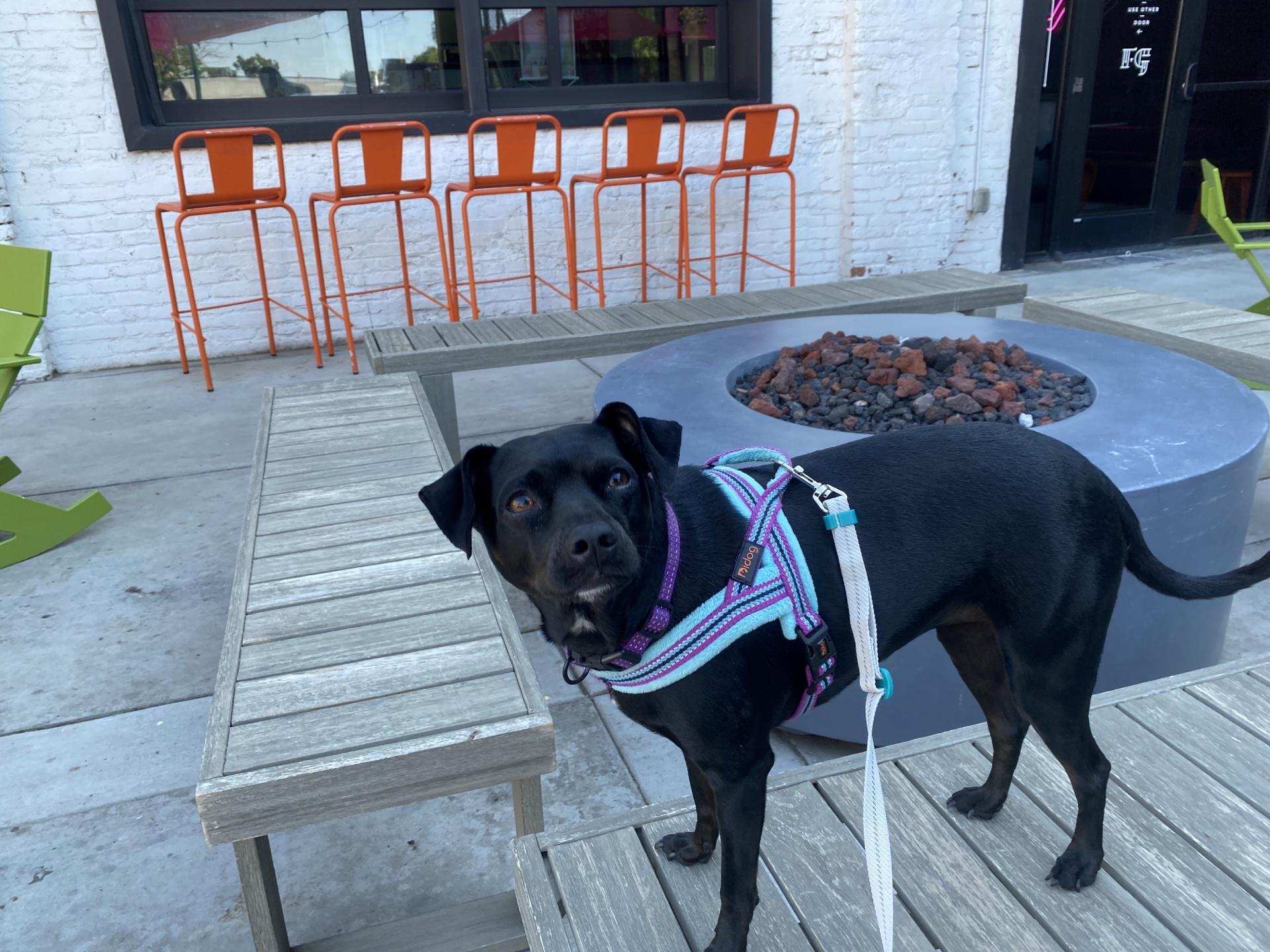 Denver Biscuit Company Pet Policy