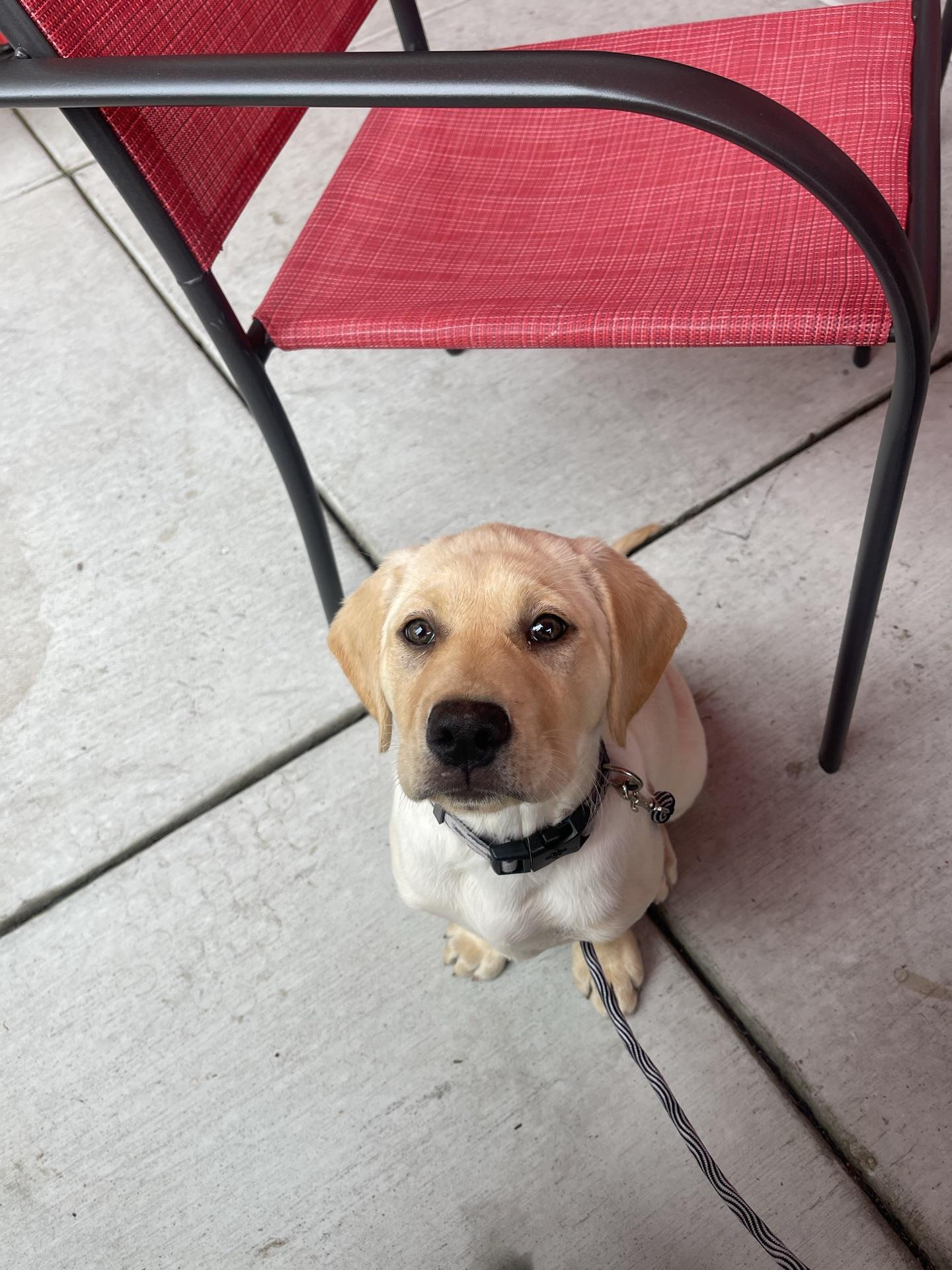 Pints Barn Pet Policy