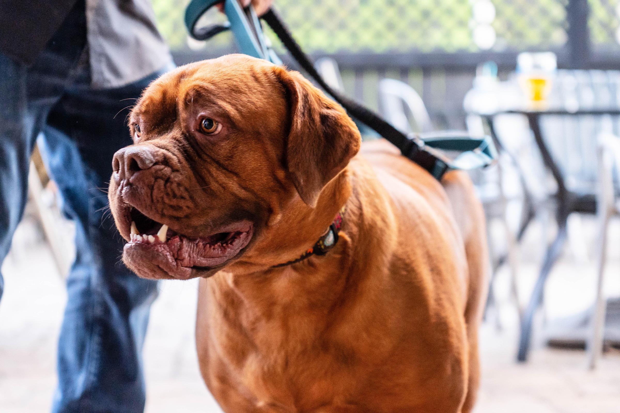 Hall & Hound Brewing Co Pet Policy