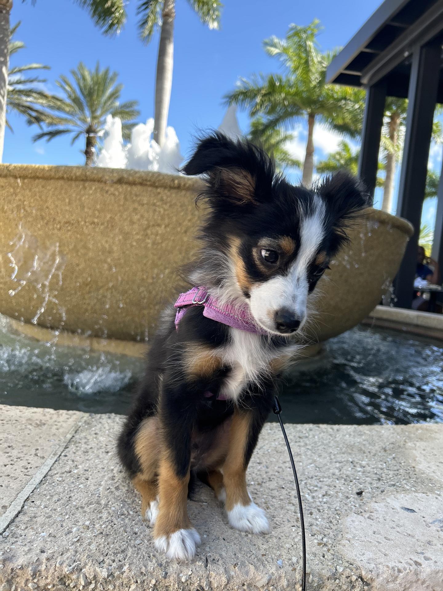 The Cheesecake Factory Promenade at Coconut Creek Pet Policy