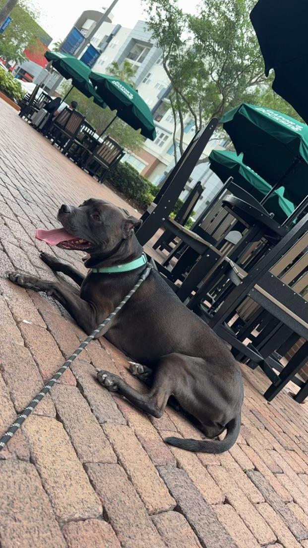 Gators Dockside SODO Pet Policy