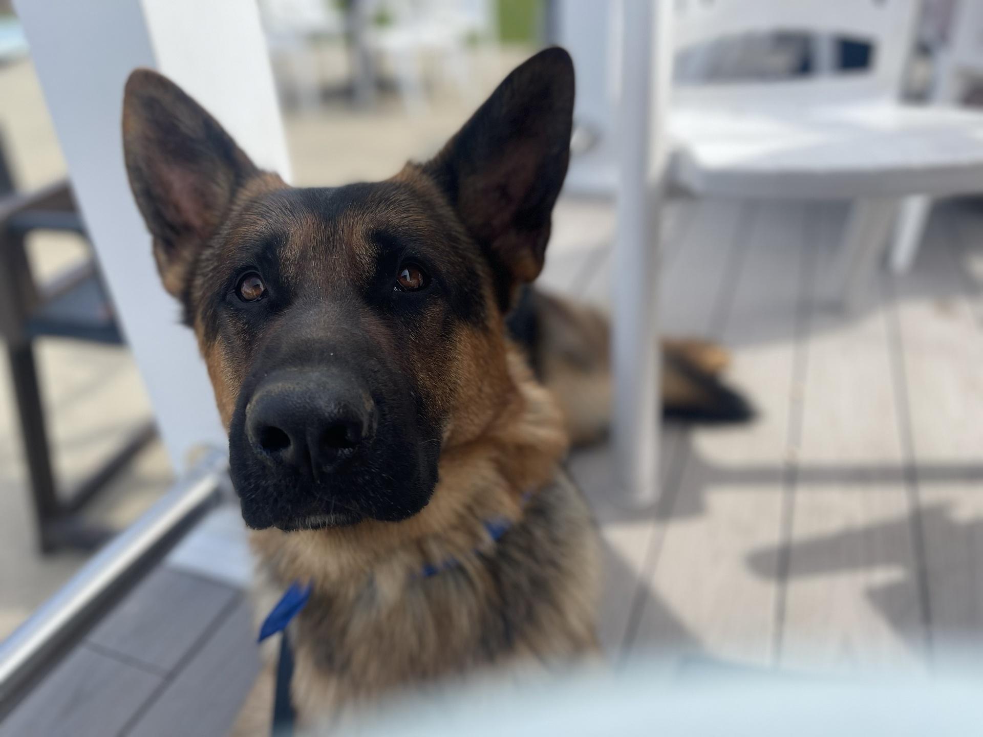 Chelo's Waterfront Hometown Bar and Grille Pet Policy