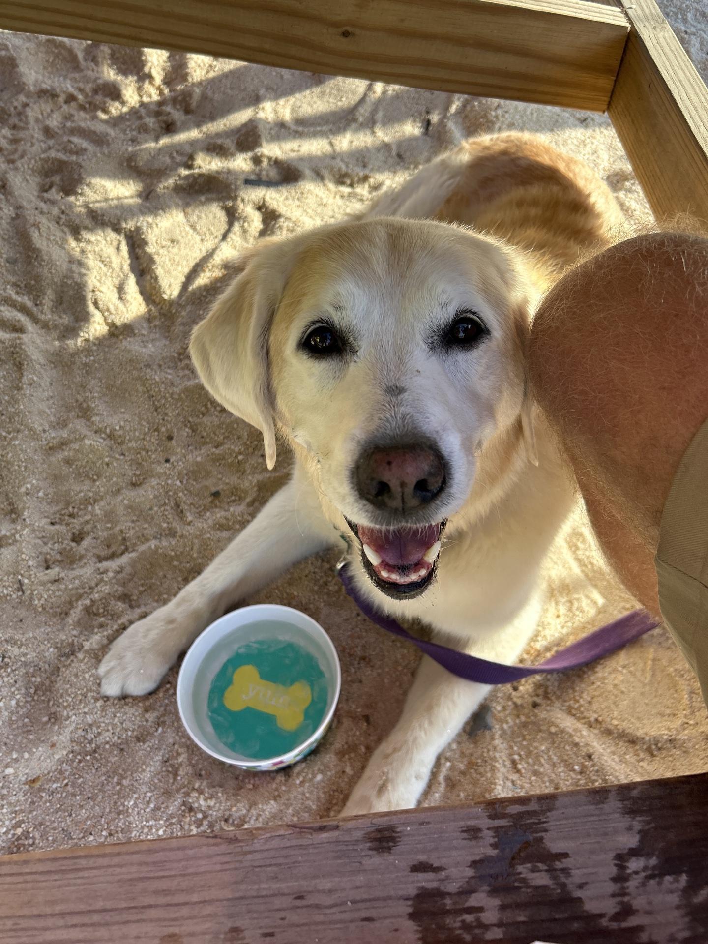 The Island at Flying Point Marina Pet Policy