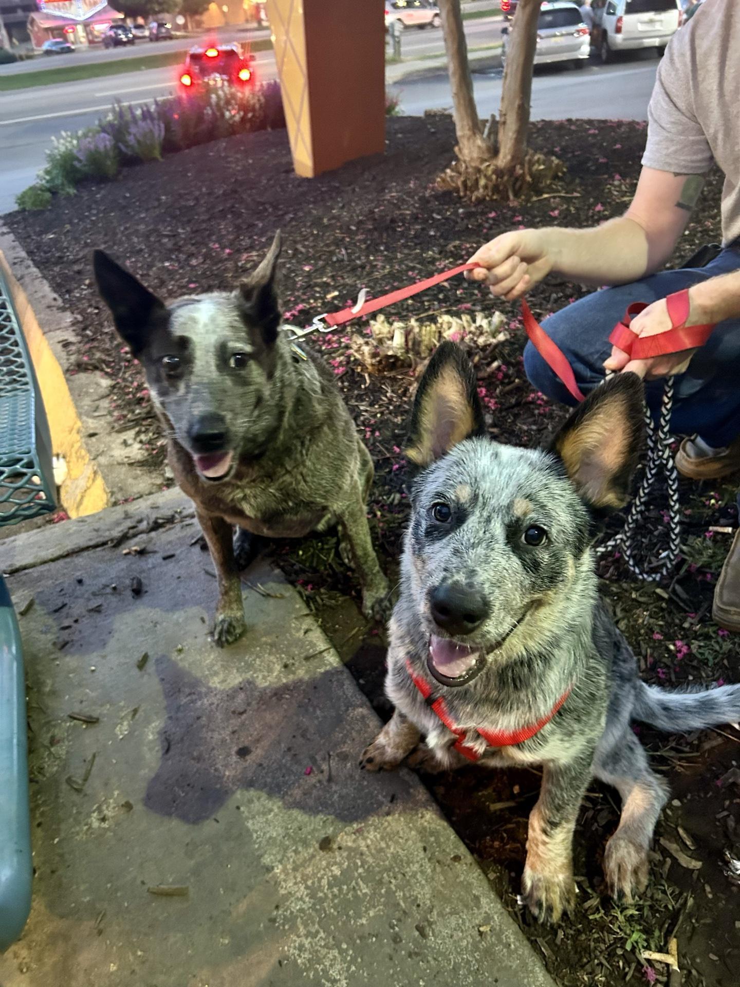 Mad Dog's Creamery Pigeon Forge Pet Policy