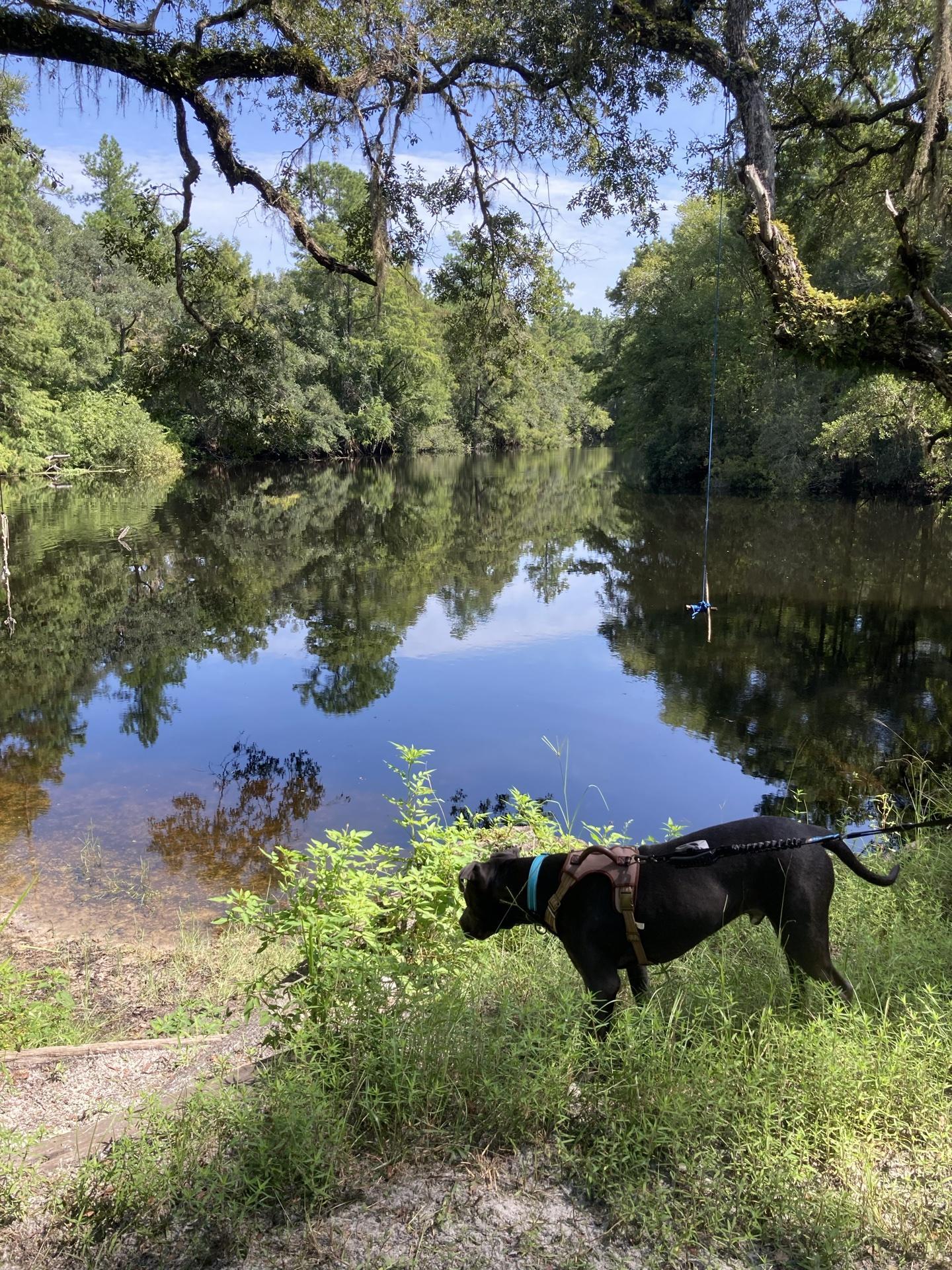 Withlacoochee State Forest - Oxbow Trailhead