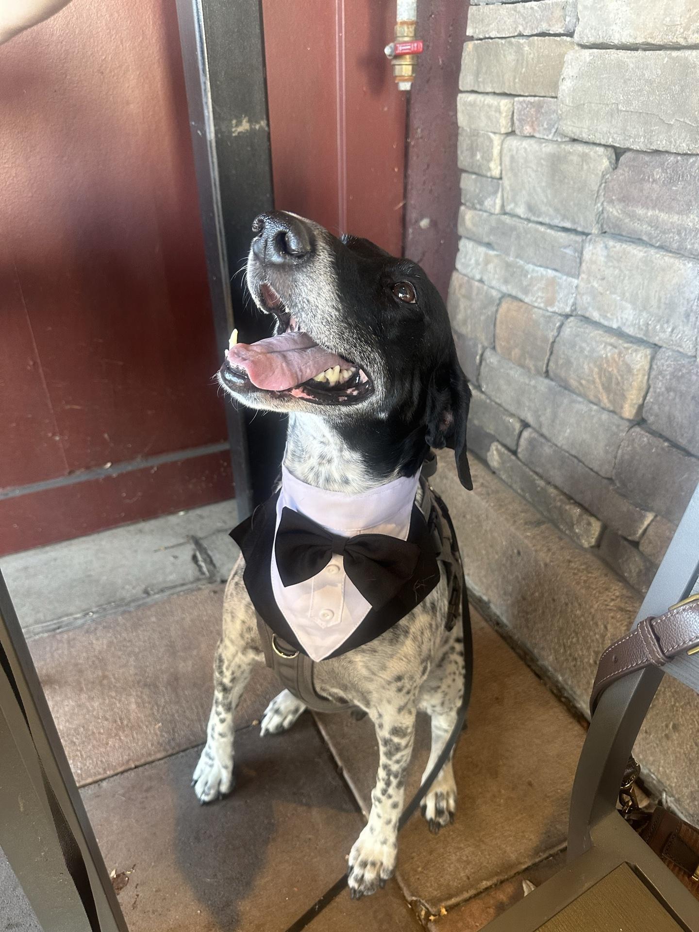 Elevated Q Pet Policy