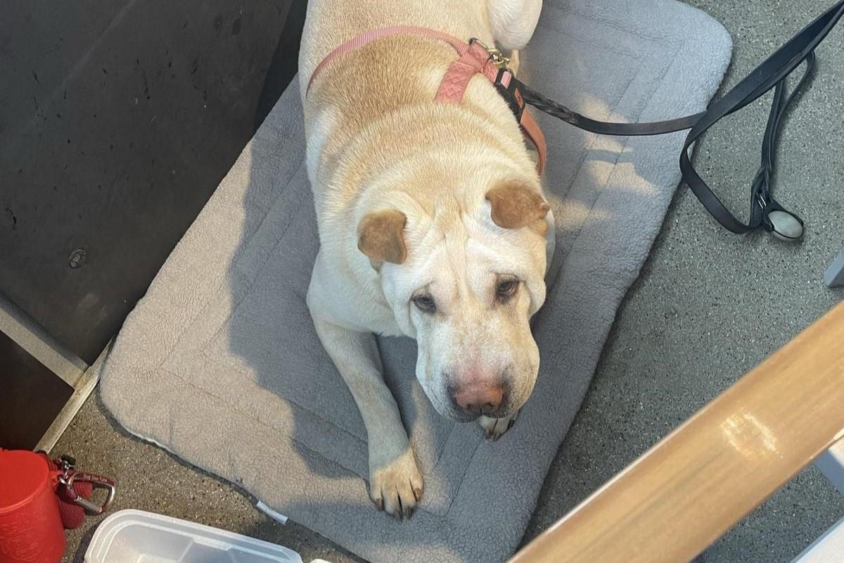 The Railyard Gillette Pet Policy