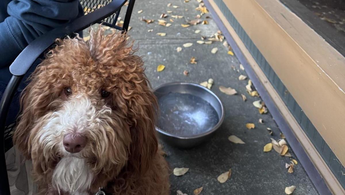 Timeless Destination Pet Policy