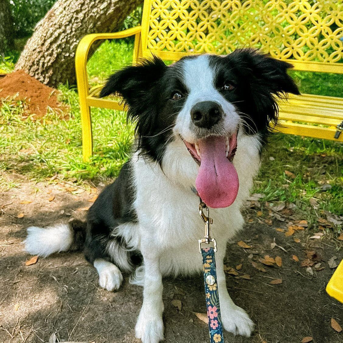 Banana Dog Cafe Pet Policy