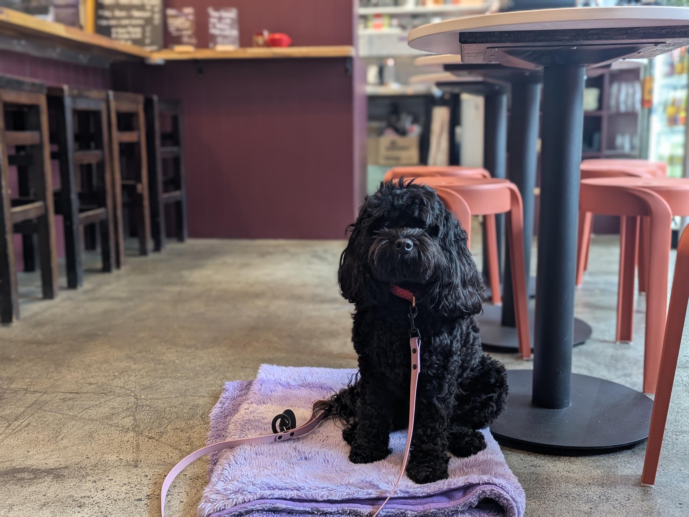 Amuse Snack Bar Pet Policy