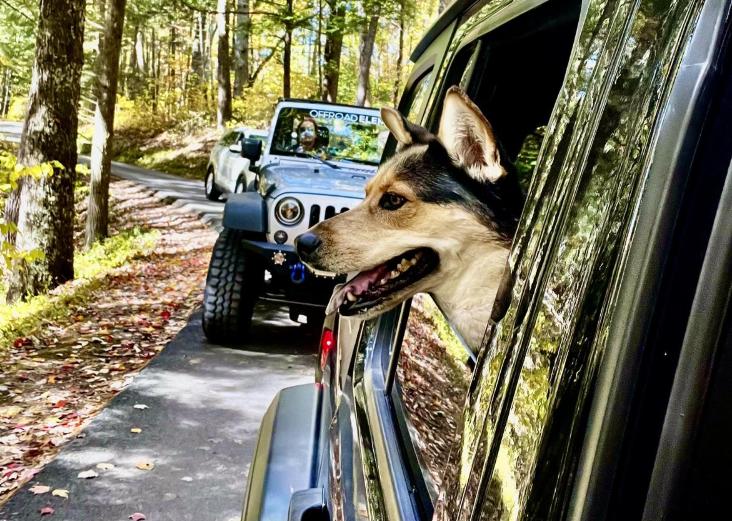 Cades Cove Loop Road