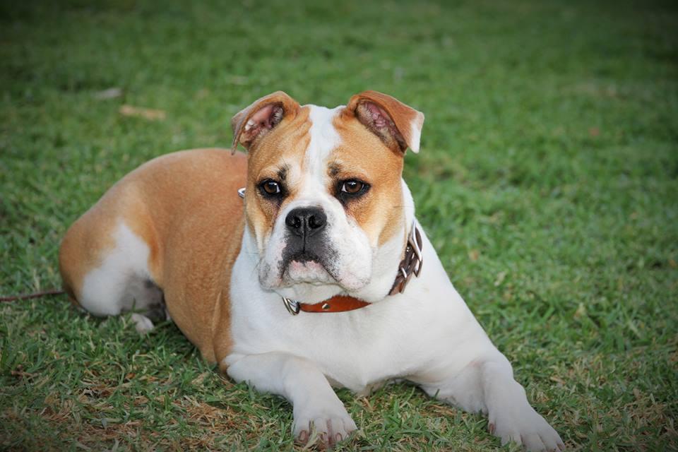 Bark Busters Home Dog Training