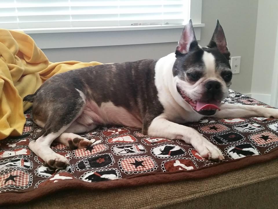 Paula s Pet Sitting More paula-s-pet-sitting-more